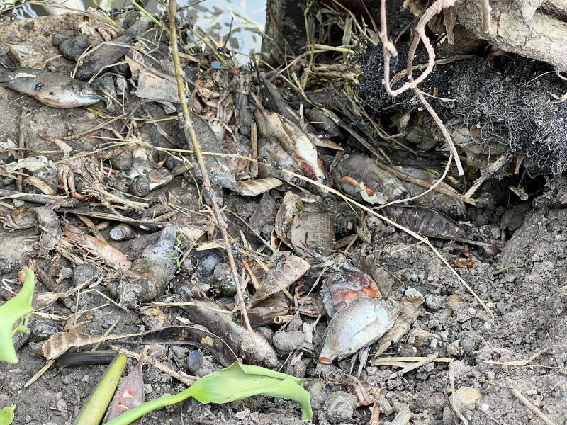 Dead fish on the ground stock image. Image of dirt, fish - 265471989