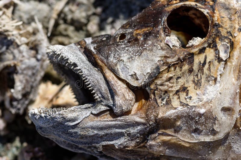Dead Fish Head stock image. Image of detail, dessicated - 46212103 Dead Fish Head stock image. Image of detail, dessicated - 46212103