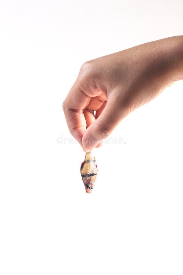 Dead Fish Clipart Stock Photos - Free & Royalty-Free Stock Photos from ...