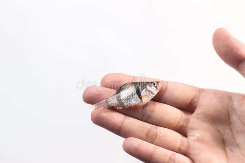 Dead Fish Clipart Stock Photos - Free & Royalty-Free Stock Photos from ...