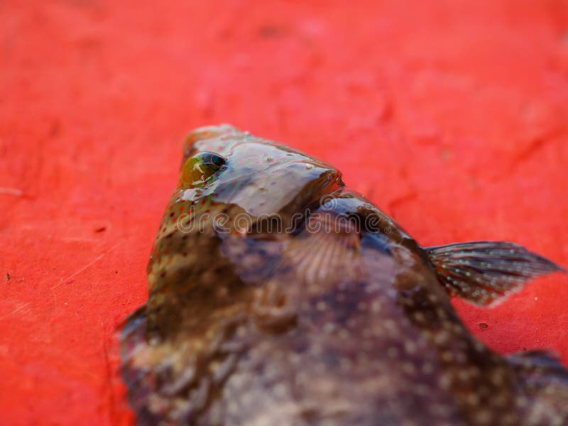 Dead fish stock photo. Image of cooking, food, culinary - 97237832