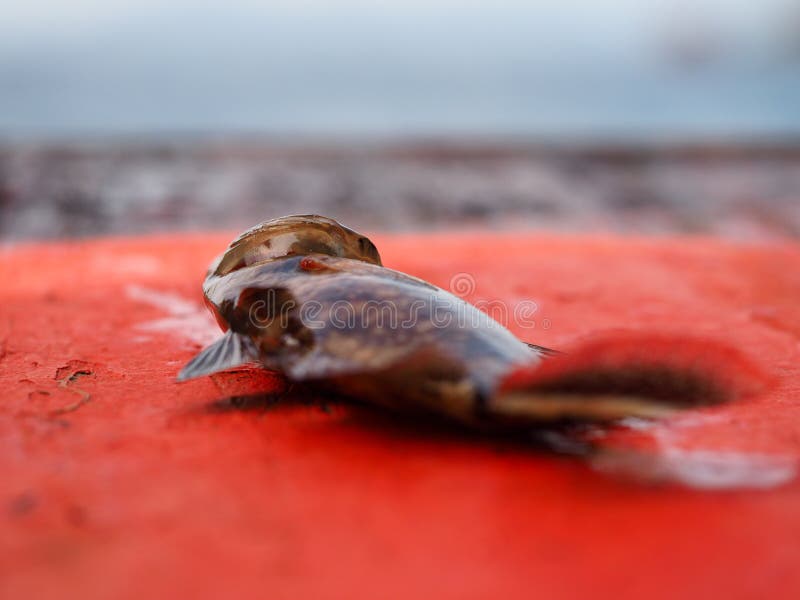 Dead fish stock image. Image of culinary, chang, water - 97238013