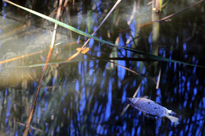 Dead Fish in a Lake with a Heart-shaped Leaf Above Its Head Stock Photo ...