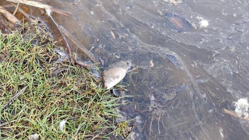 Dead Fish on the Lake Shore Stock Photo - Image of waste, beach: 314070768