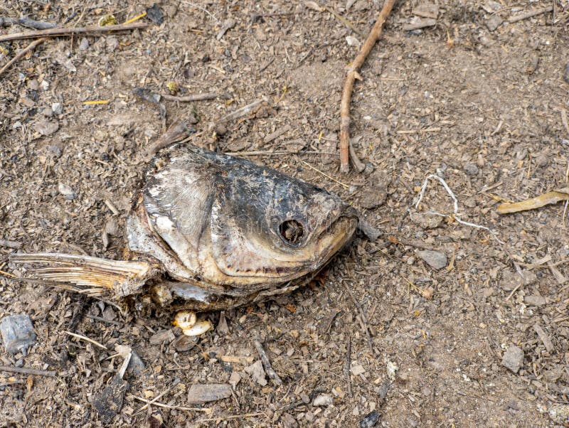 Dead Fish Laying Ground Dirt Stock Photos - Free & Royalty-Free Stock ...