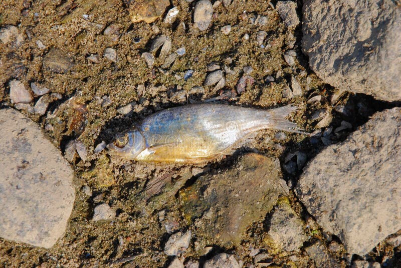Dead Fish Lie on the Shore because the River Water Was Contaminated ...