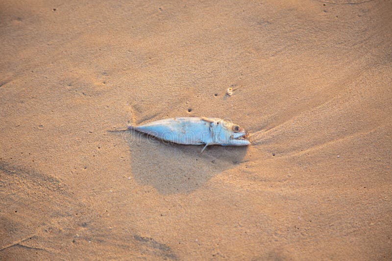 Dead Fish Lies in the Sand. Environmental Problems and Clean Water ...