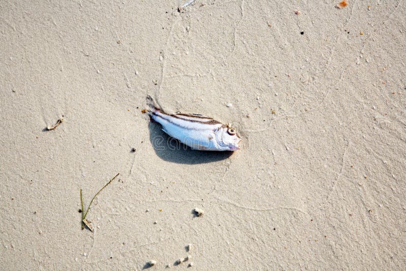 Dead Fish Lying at the Beach Stock Photo - Image of life, dead: 37129242
