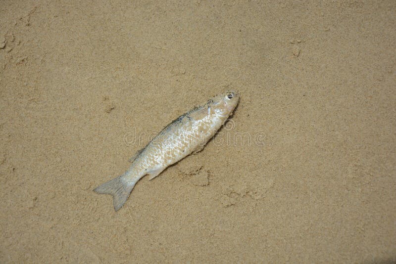 Dead fish stock photo. Image of ecology, issue, health - 43069698