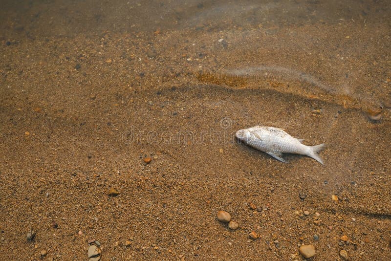 Dead Fish Lying on the Beach Stock Image - Image of organized, lamp ...