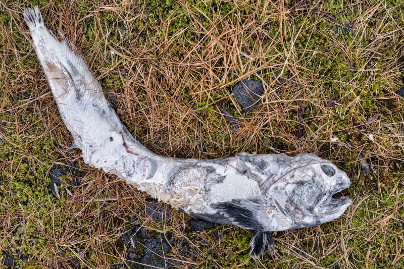 Dead Fish Lying on Grass by the Atlantic Ocean Stock Image - Image of ...