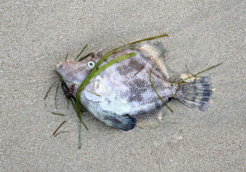 Dead fish stock photo. Image of color, photographs, horizontal - 41206110