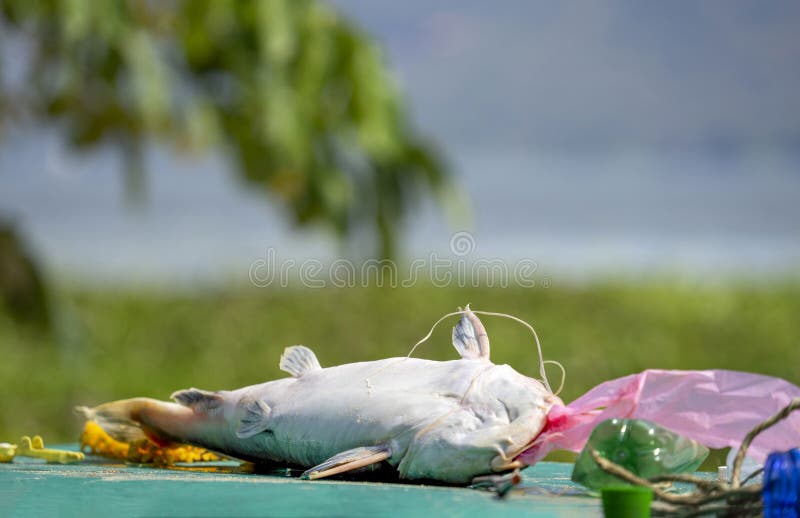 A Dead Fish Lying Turnover with Plastic Trash Stock Image - Image of ...