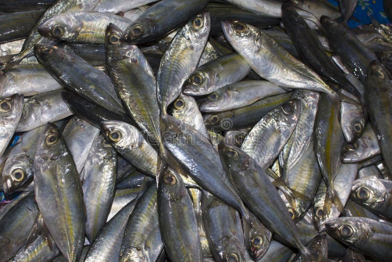 Dead fish at market stock image. Image of asia, fishery - 39295045