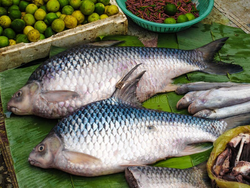 Dead Fish in the Market stock photo. Image of life, street - 56473286