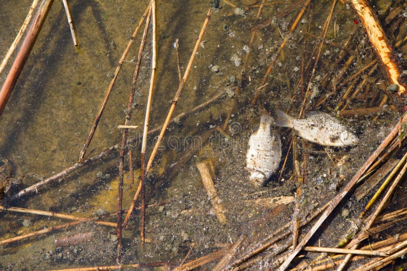 Dead fish stock image. Image of fish, impact, rubbish - 90200649