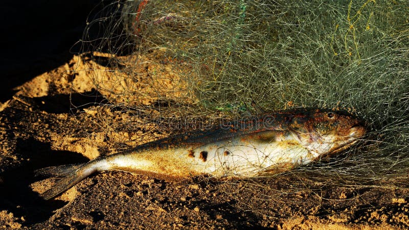 Dead fish in nets stock image. Image of bulk, background - 70822789