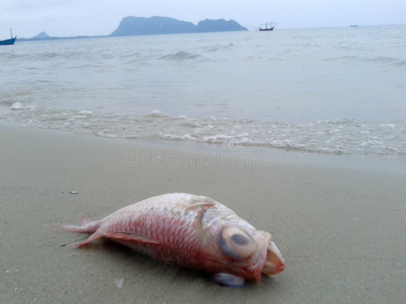 Dead fish stock image. Image of change, climate, unnatural - 41108853