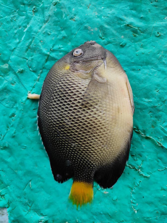 Dead fish out the water stock photo. Image of water - 243919962