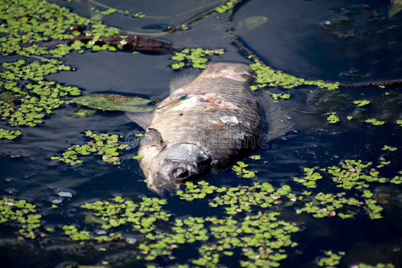 Dead fish stock photo. Image of nature, death, hazard - 96893634