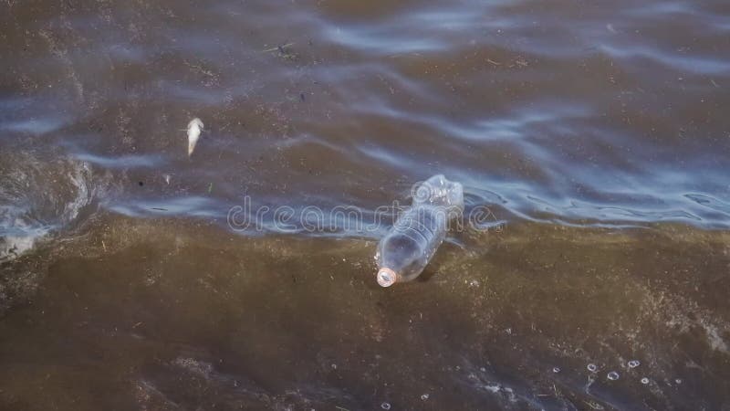 Dead Fish and Plastic Bottle Swim in the Dirty Waters of the Lake Stock ...