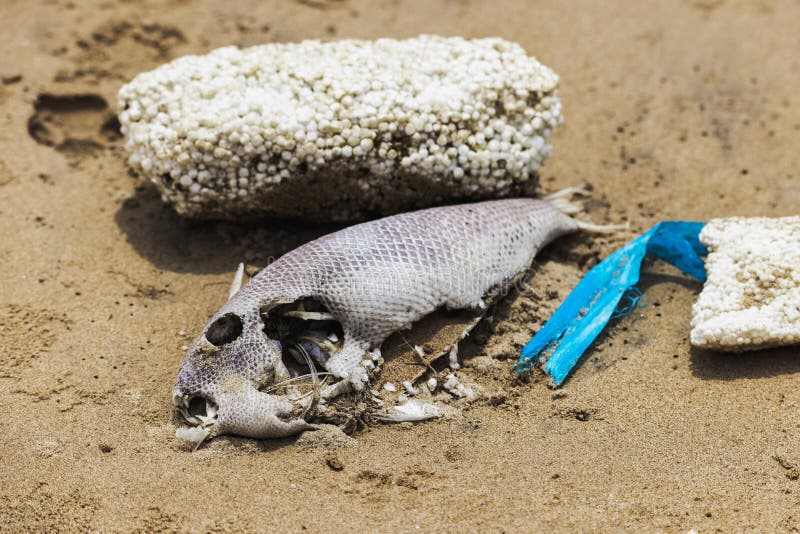 Dead Fish and Plastic Pollution on the Beach Sand Stock Photo - Image ...