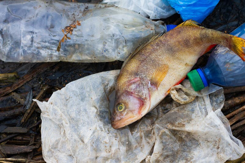 Dead Fish with Plastic Trash on the Ocean. Concept for the Protection ...