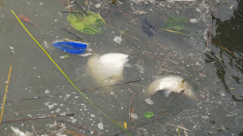 Dead Fish and Plastic Waste Floating on Water. Stock Image - Image of ...