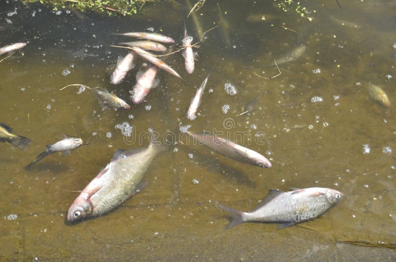 Dead fish stock image. Image of dangerous, coast, poisoning - 83770177