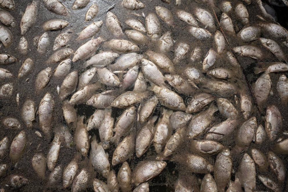 Dead Fish in Polluted Water. Ecological Disaster, Global Warming and ...