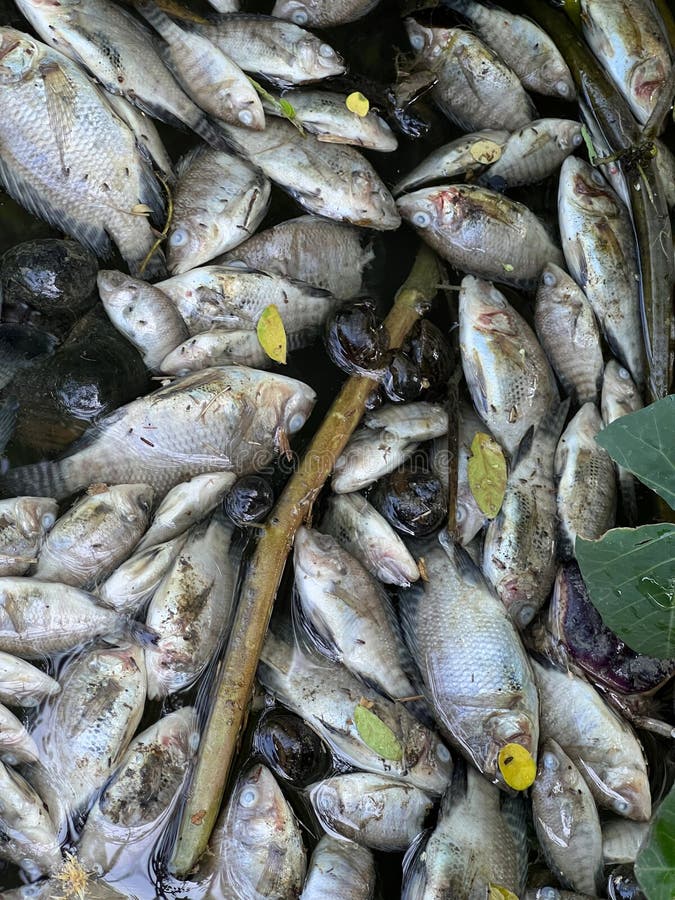 Dead fish in the pond stock photo. Image of water, environment - 297758560