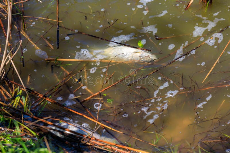Dead Fish in a Pond, an Environmental Disaster. Background with ...