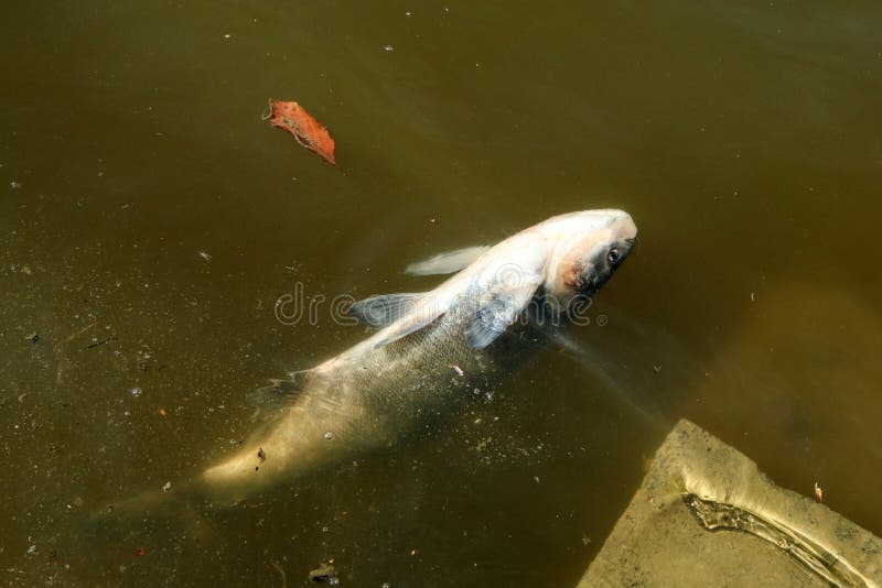 The dead fish in the pond stock photo. Image of contamination - 179726772
