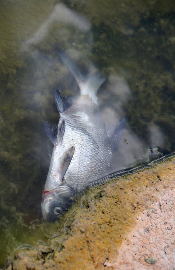 Dead fish in a pond stock image. Image of environment - 105339349