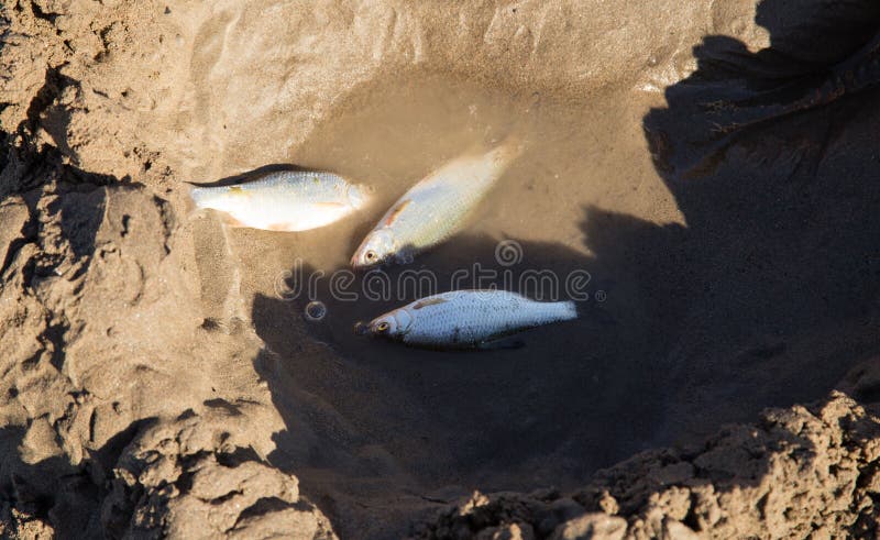 Dead Fish in a Puddle in the Sand Stock Image - Image of dolphin, food ...