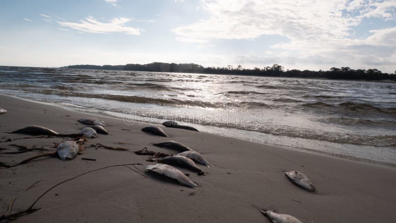 Dead Fish from a Red Tide Event on the Gulf Coast Stock Image - Image ...