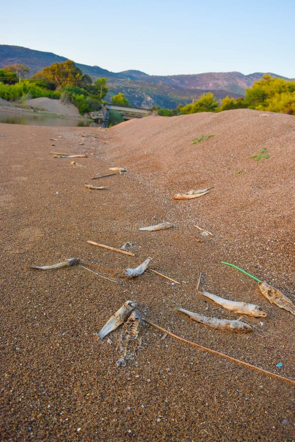 The dead fish. stock photo. Image of life, global, fish - 112193714