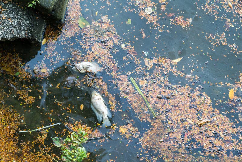 Dead Fish on the River. Dark Water Pollution Stock Photo - Image of ...