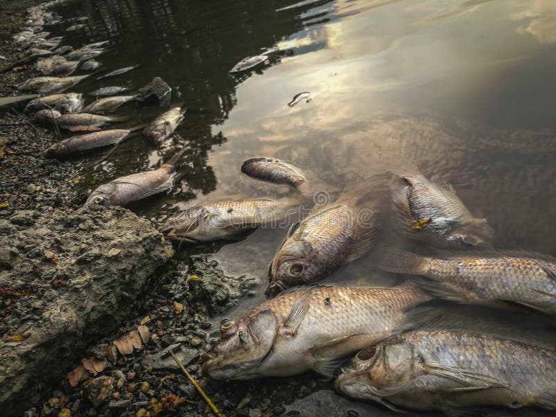 Dead Fish On The River. Dark Water Water Pollution Stock Image - Image ...