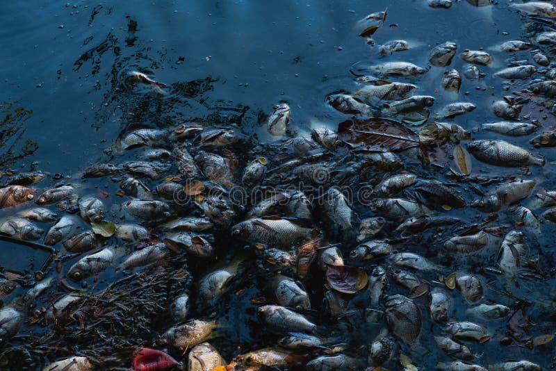 Dead fish on the river. stock photo. Image of food, pond - 238100422