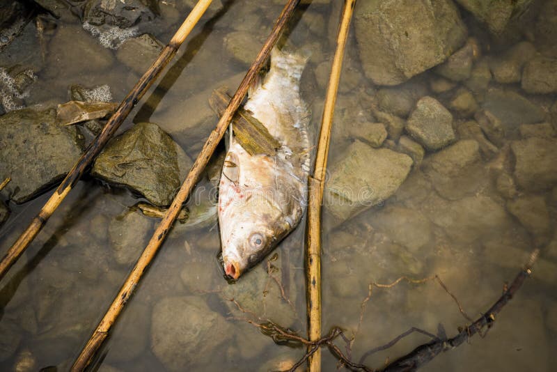 Dead Fish on the River Polluted Water. Stock Photo - Image of damage ...