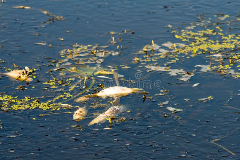Dead Fish in the River because of Pollution of the River. Stock Image ...