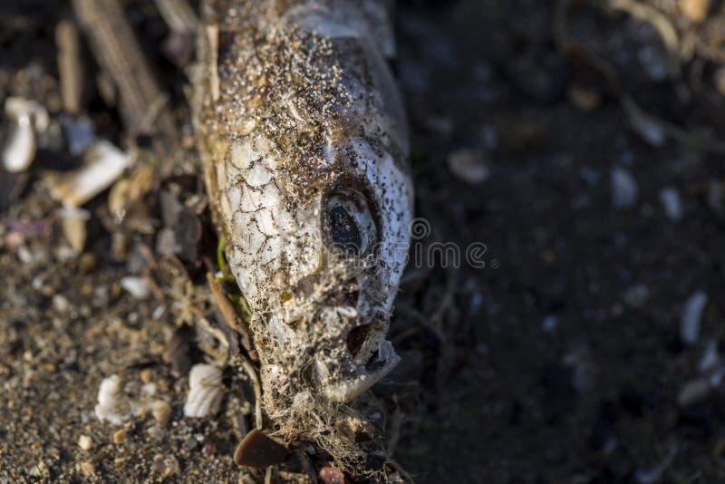 Dead fish stock photo. Image of fish, forensic, poisonous - 114026682