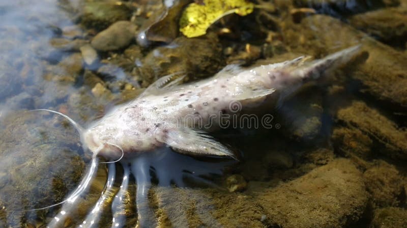 Stink Dead Fish Decaying on Polluted Seashore, Toxic Waste Harming ...