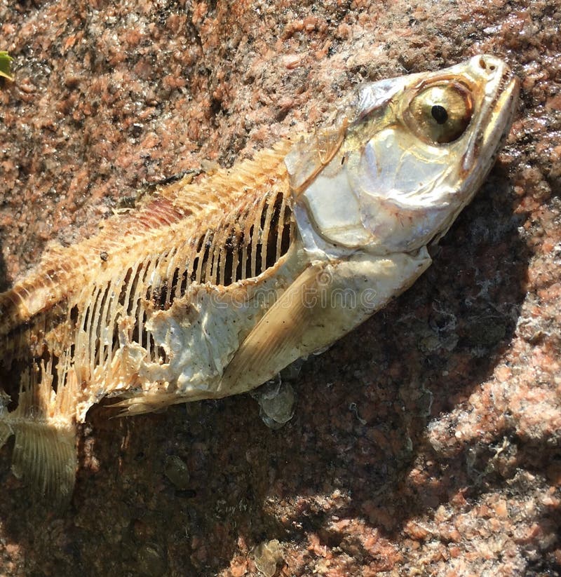 Dead Fish on Rocks with Bones Stock Photo - Image of lying, fishing ...