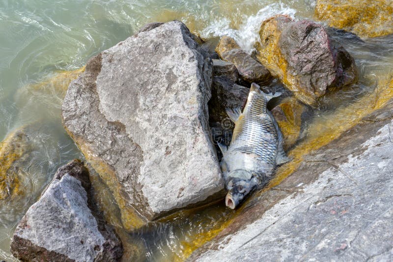 Dead Fish on the Rocks in the Lake Balaton Stock Image - Image of ...