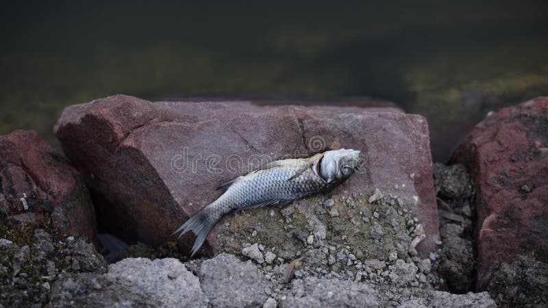 Dead Fish on Rocks stock image. Image of river, dead - 93530643