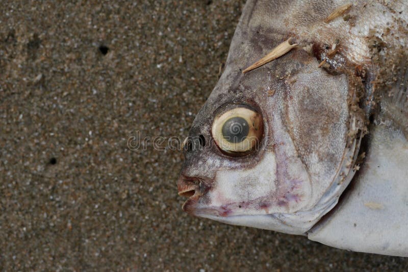 Rotten Fish Stock Images - Download 703 Royalty Free Photos