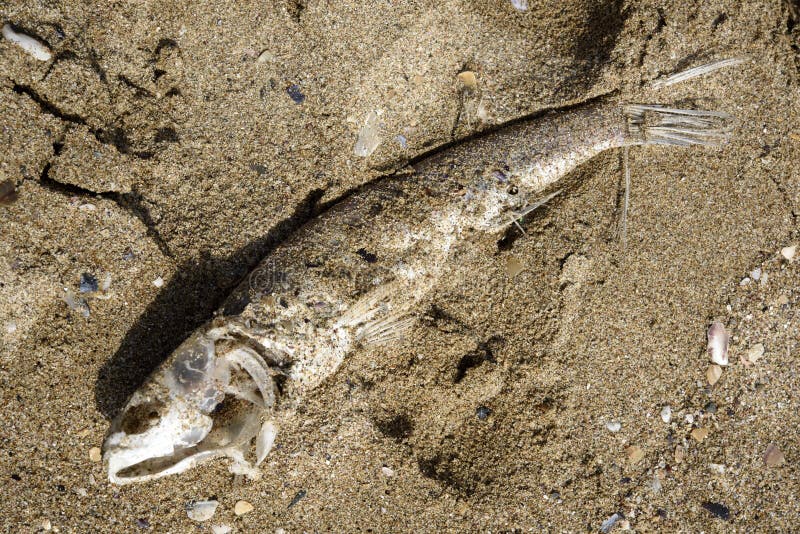 Dead fish stock image. Image of death, seashore, lying - 44792525