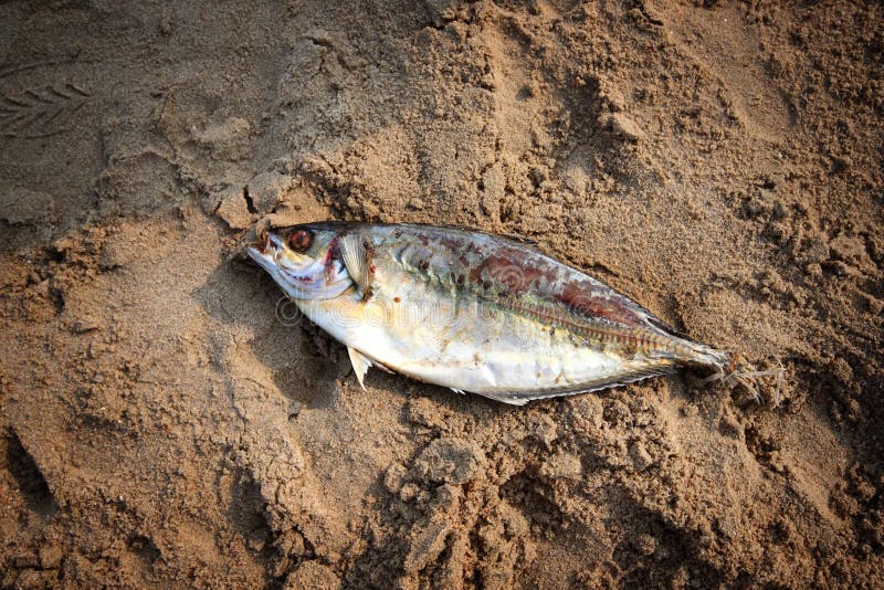 Dead fish on the beach stock image. Image of dried, fish - 29728615